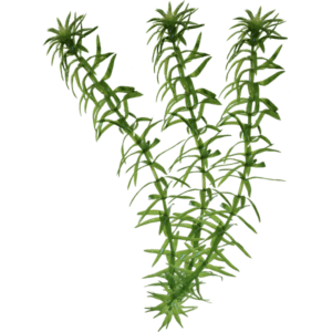 Elodea canadensis – hydrophytes.ca