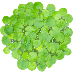 Amazon Frogbit – hydrophytes.ca
