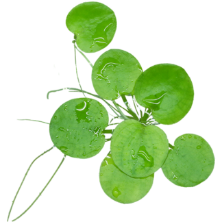 Amazon Frogbit – hydrophytes.ca